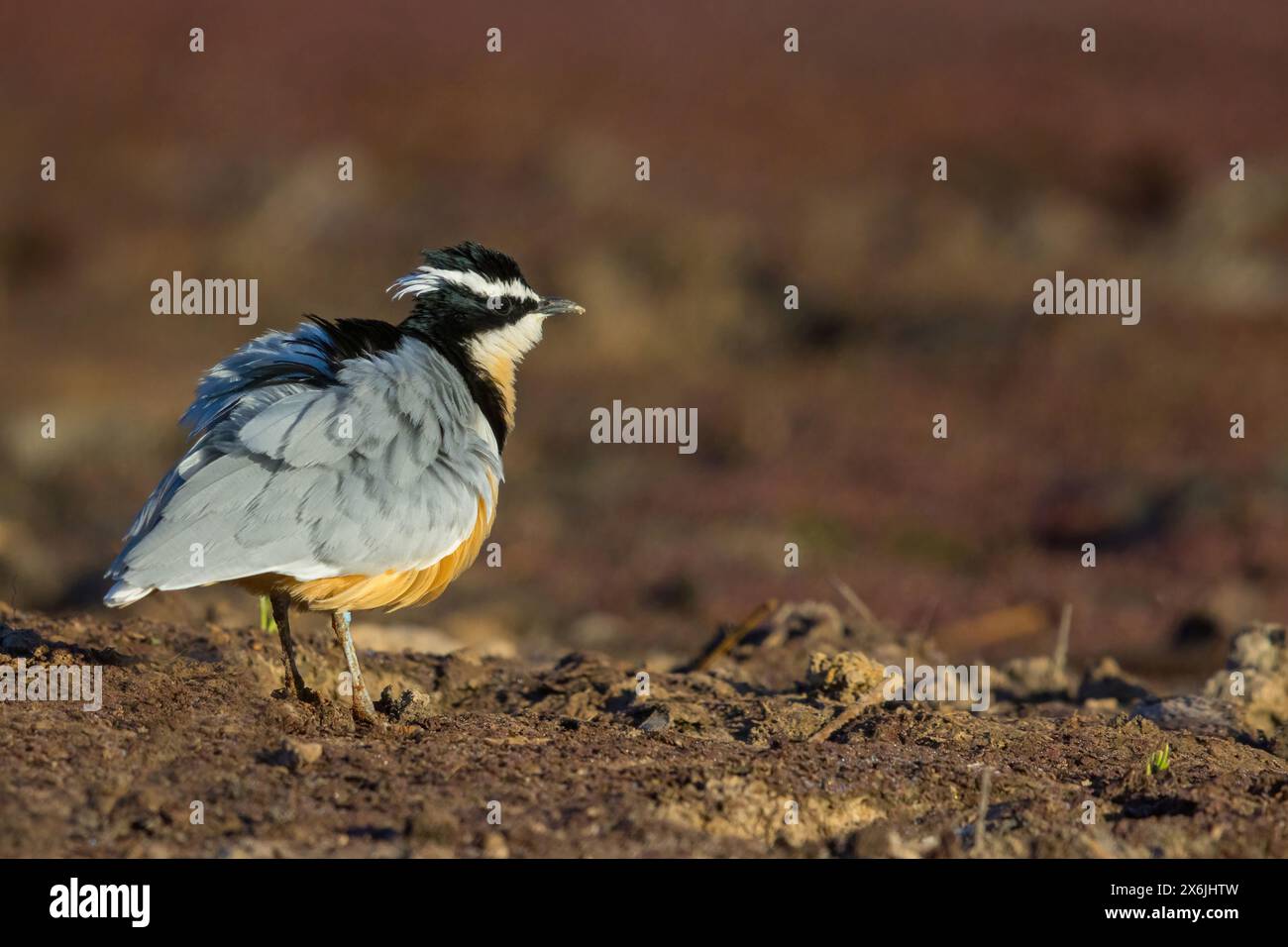 Krokodilwächter, (Pluvianus aegytpticus), Crocodile-bird, Egyptian ...