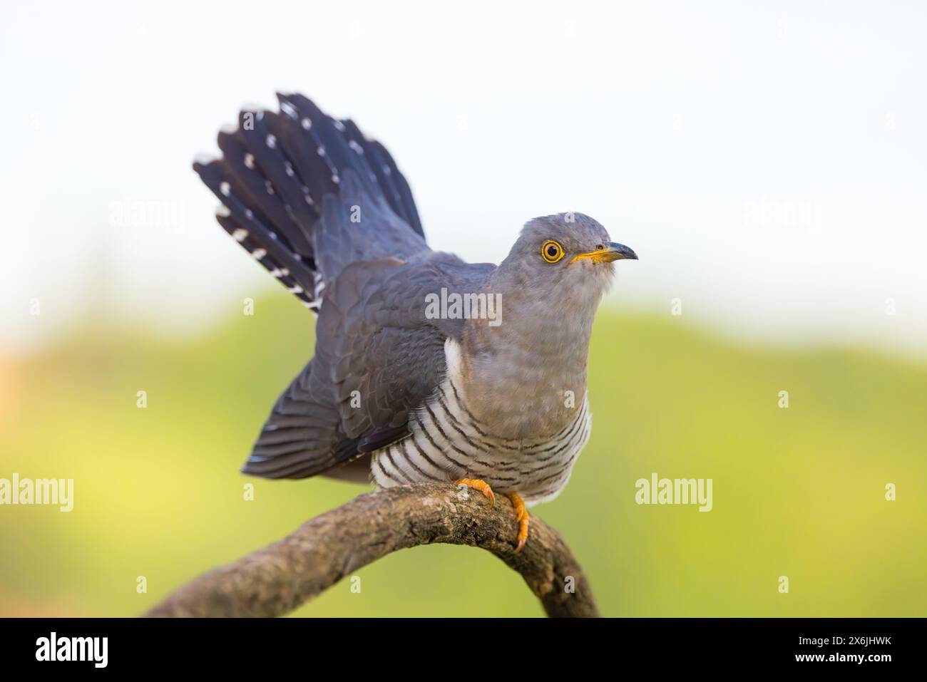 Kuckuck, Eurasian Cuckoo, Cuckoo, Common Cuckoo, (Cuculus canorus ...