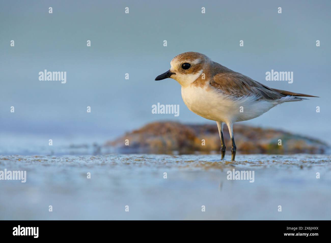 Mongolenregenpfeifer, Lesser Sand Plover, Mongolian Plover, (Charadrius ...
