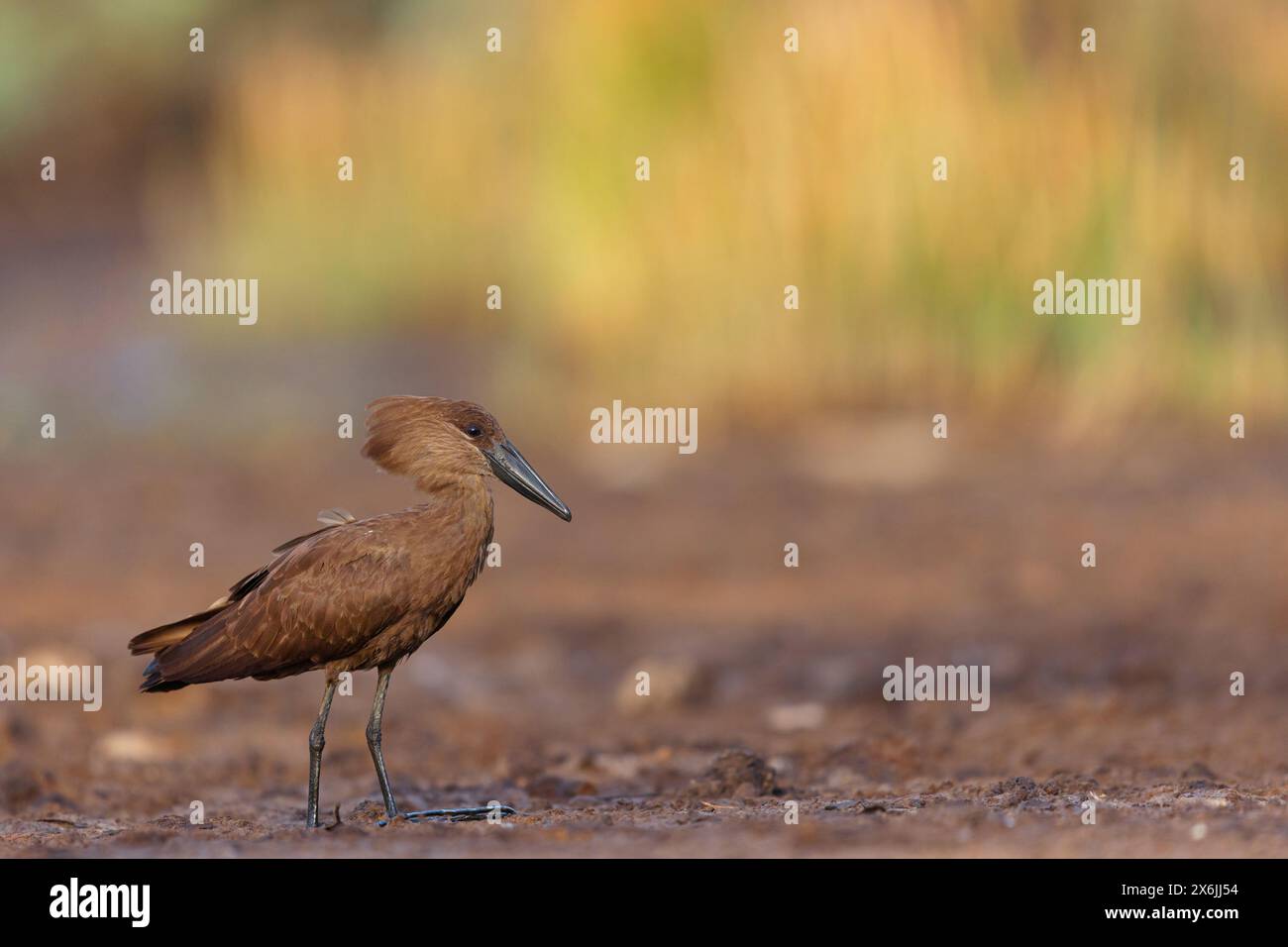 Hammerkopf, Hammerkop, Hamerkop, (Scopus umbretta), Ombrette africaine ...