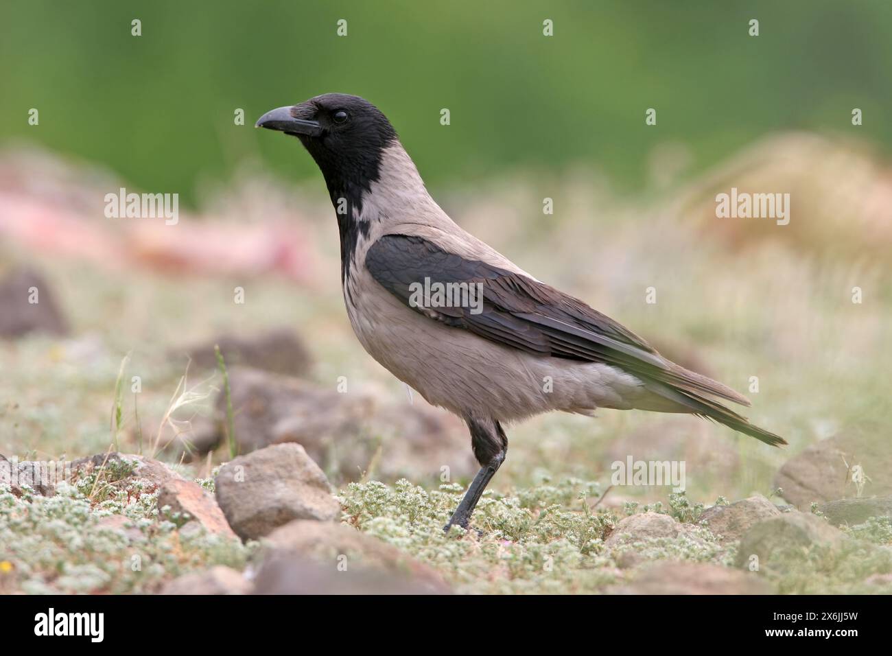 Northern carrion crow hi-res stock photography and images - Alamy