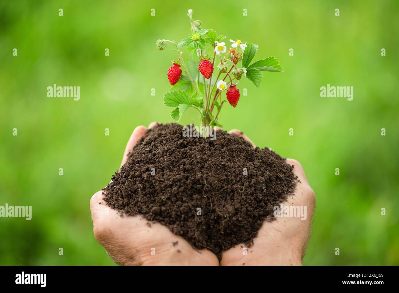 strawberry bush in male hands on a blurred farm background Stock Photo ...