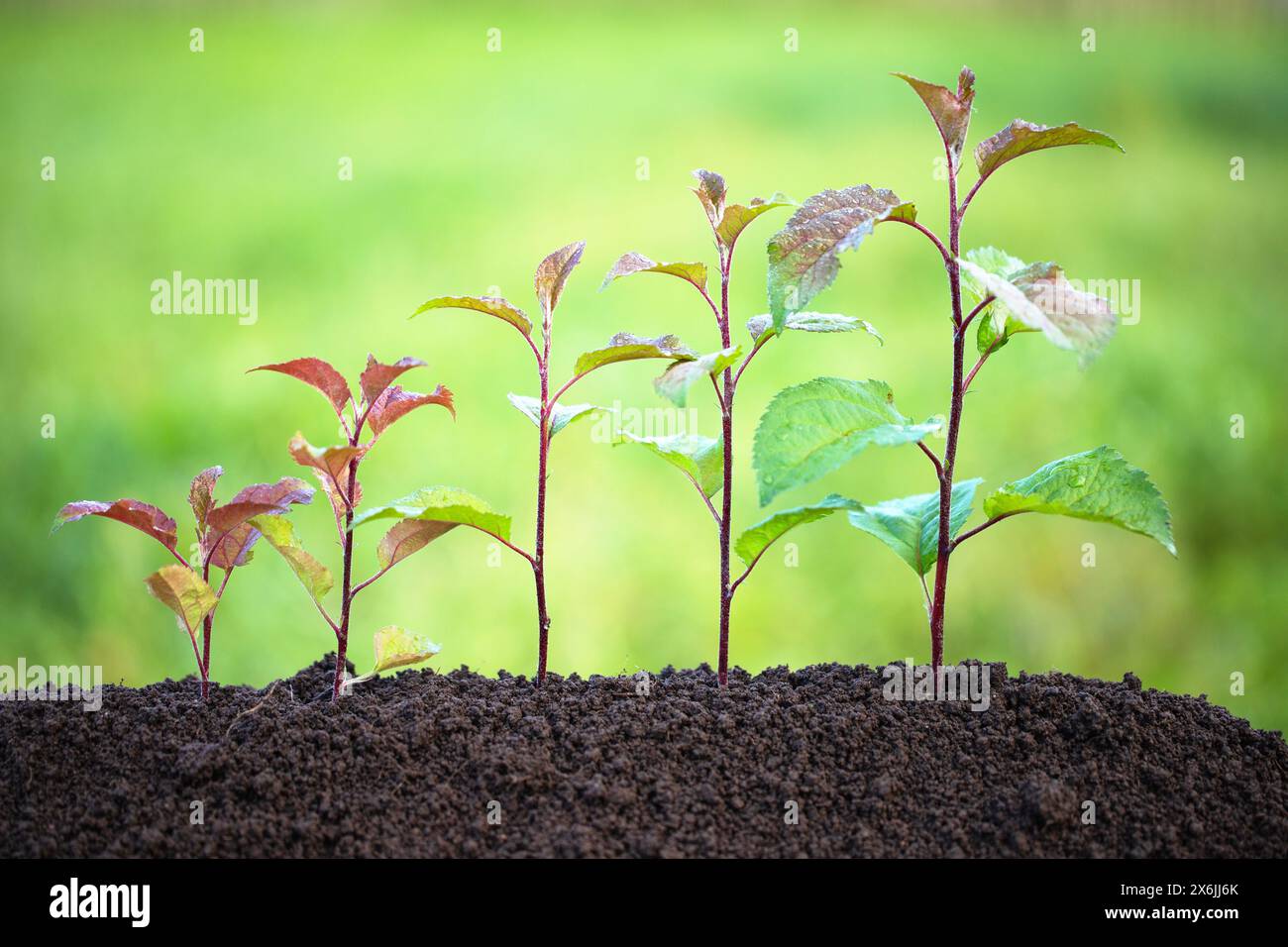 upward growth concept, plants of different sizes as steps Stock Photo ...