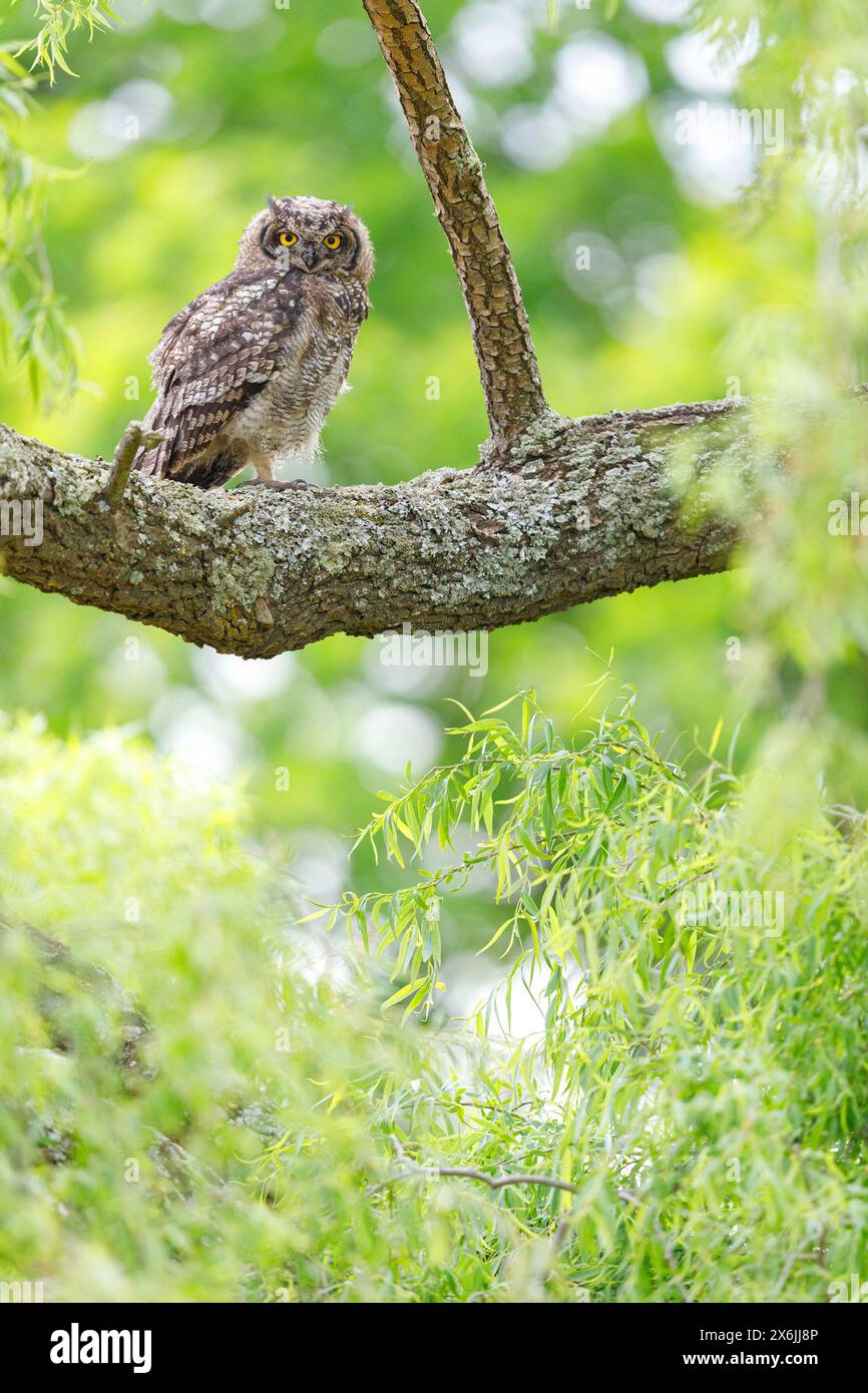 Fleckenuhu, Spotted Eagle Owl, Spotted Eagle-Owl, Spotted Eagle-owl ...