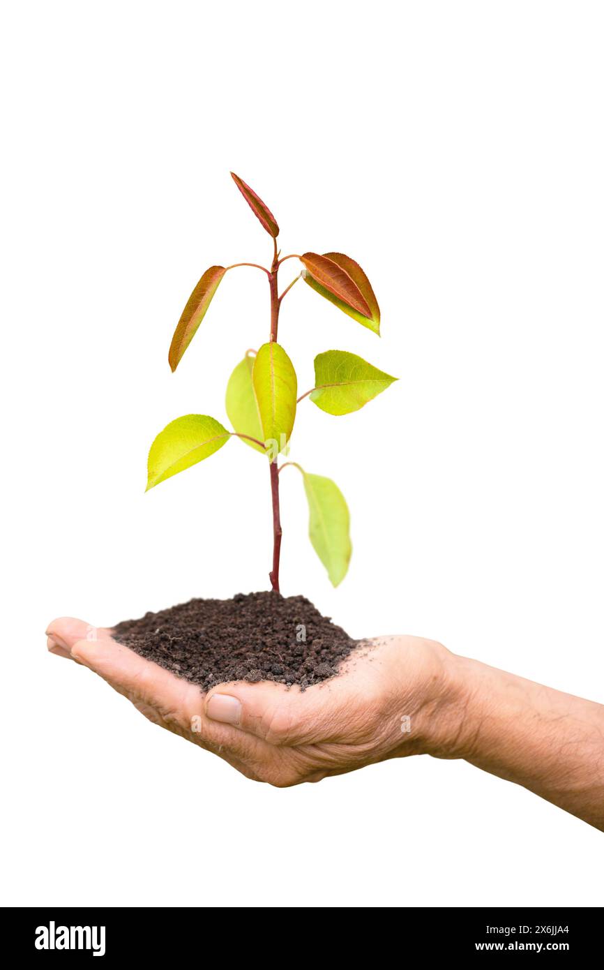 Pear seedling hi-res stock photography and images - Alamy