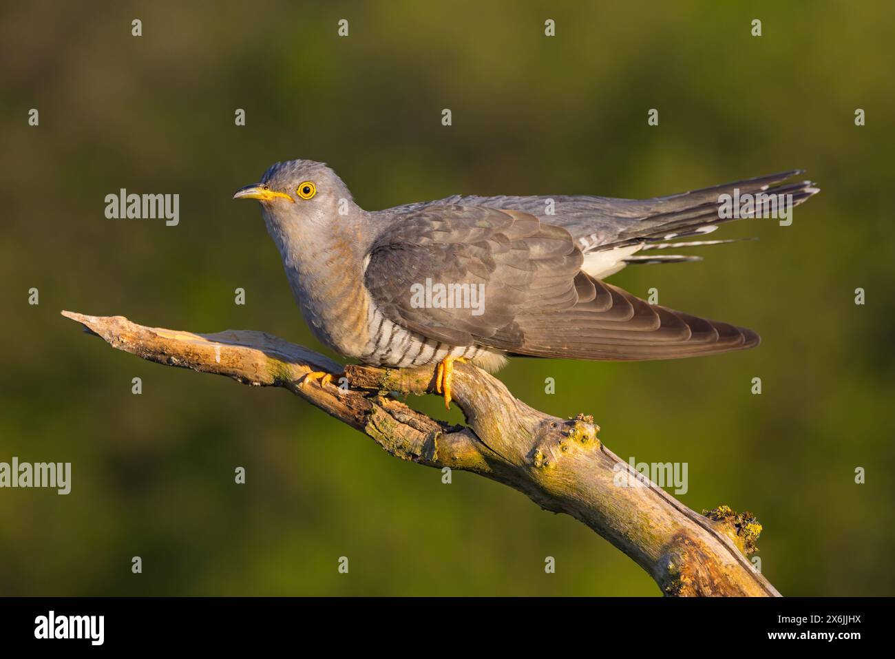 Kuckuck, Eurasian Cuckoo, Cuckoo, Common Cuckoo, (Cuculus canorus), Coucou gris, Cuco Europeo ...