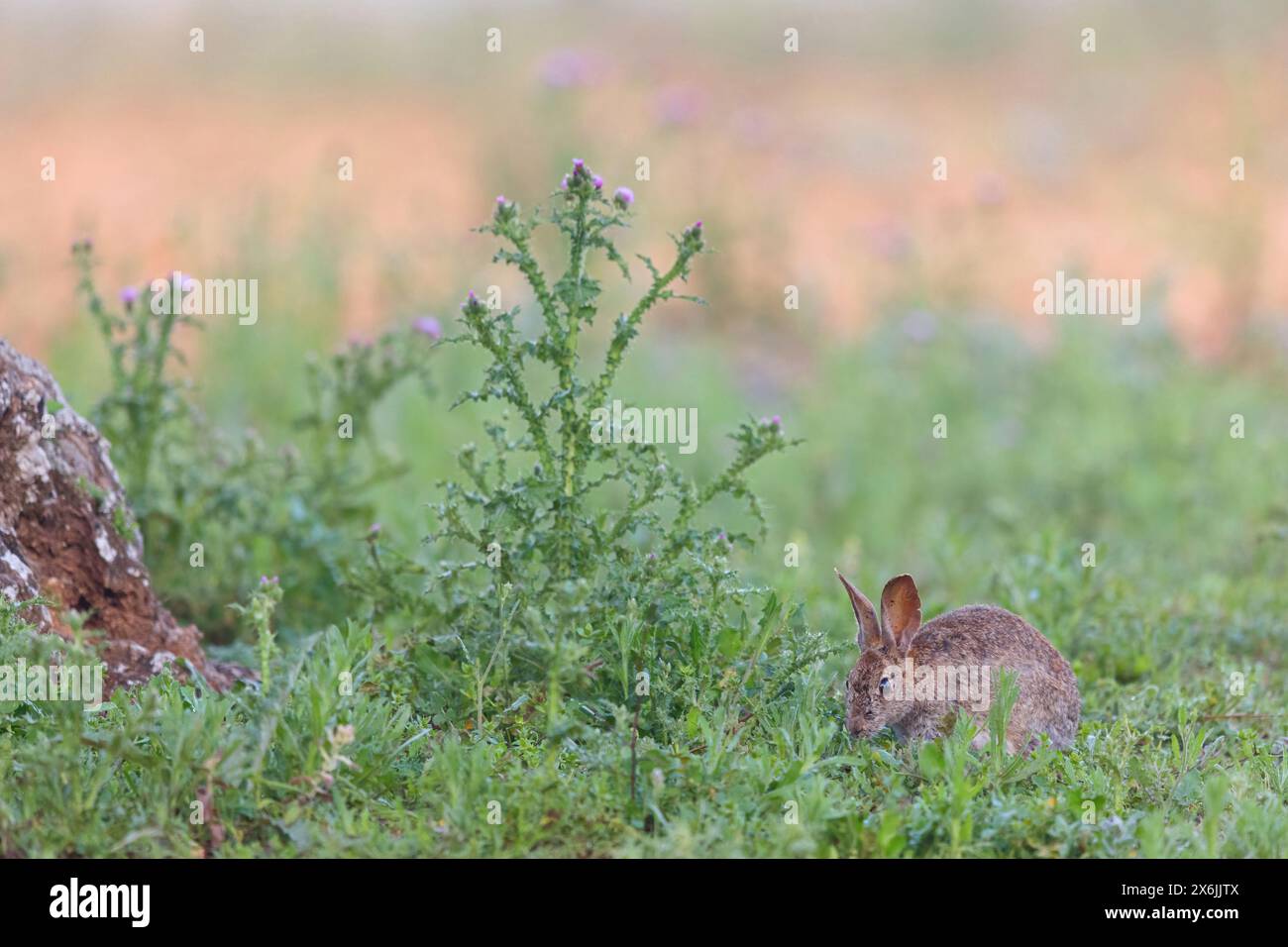 Wildkaninchen, (Oryctolagus cuniculus), European Rabbit, Common Rabbit ...