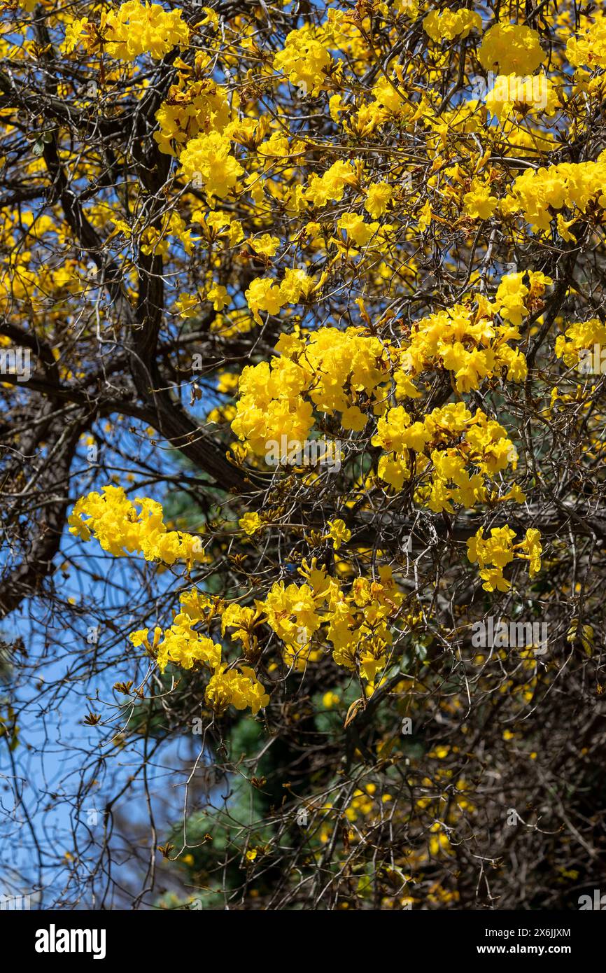 Yellow trumpet tree hi-res stock photography and images - Alamy