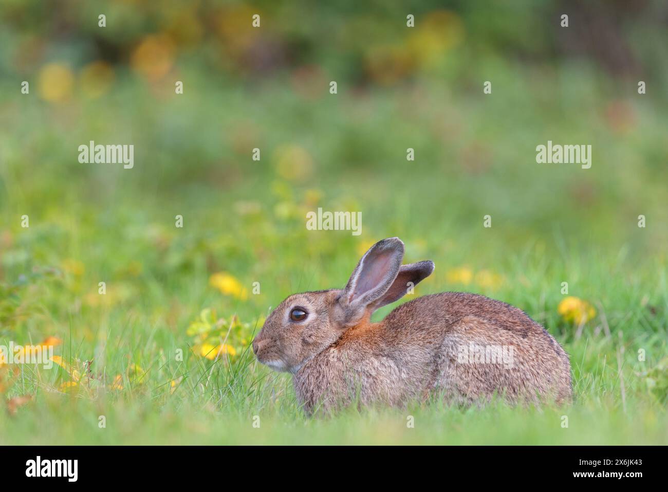 Wildkaninchen, (Oryctolagus cuniculus), European Rabbit, Common Rabbit ...