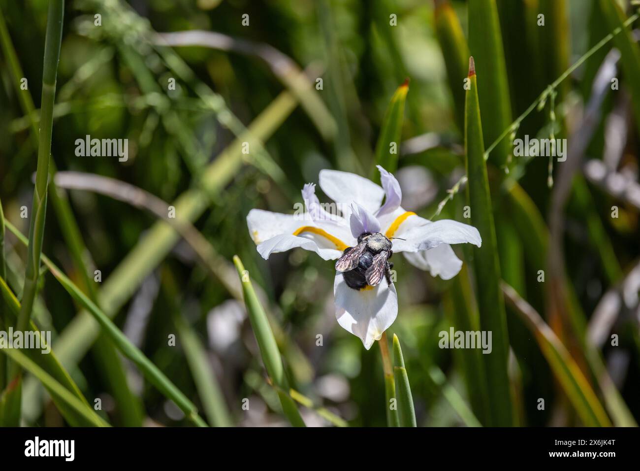 Fuzzy bumblebee gathering nectar pollen hi-res stock photography and ...
