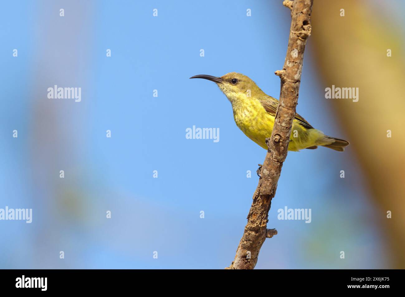 Grünbrust-Nektarvogel, Grünkehl-Nektarvogel, Hedydipna platura ...