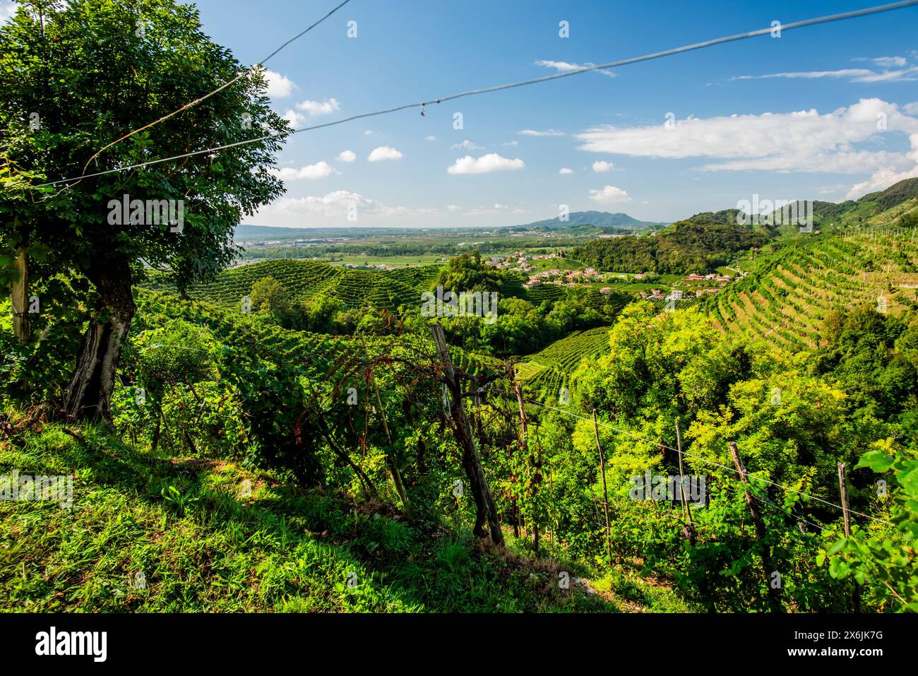 Prosecco vineyard hi-res stock photography and images - Alamy