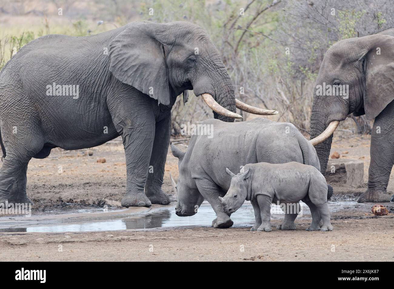 African bush elephants (Loxodonta africana) and southern white ...