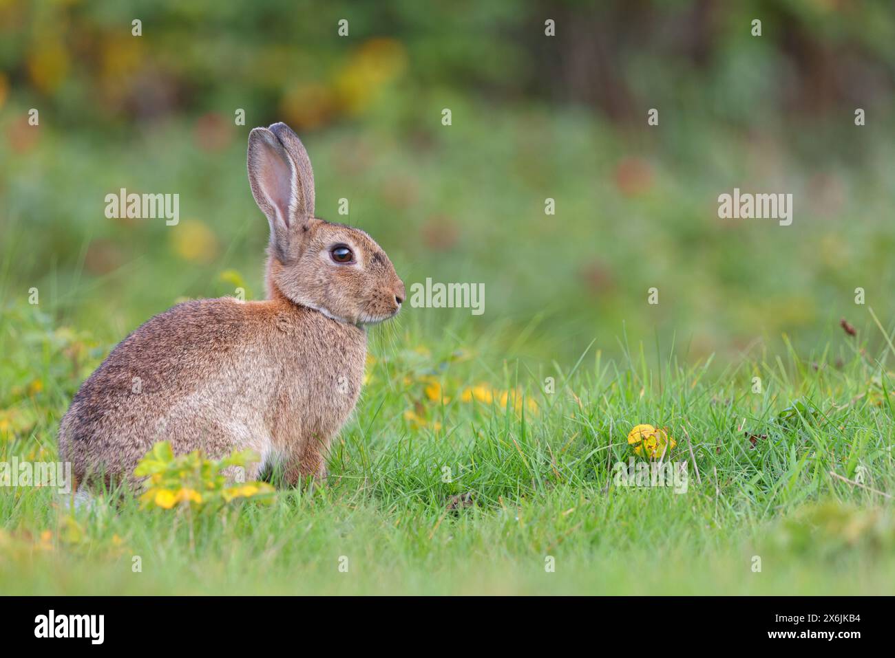 Wildkaninchen, (Oryctolagus cuniculus), European Rabbit, Common Rabbit ...