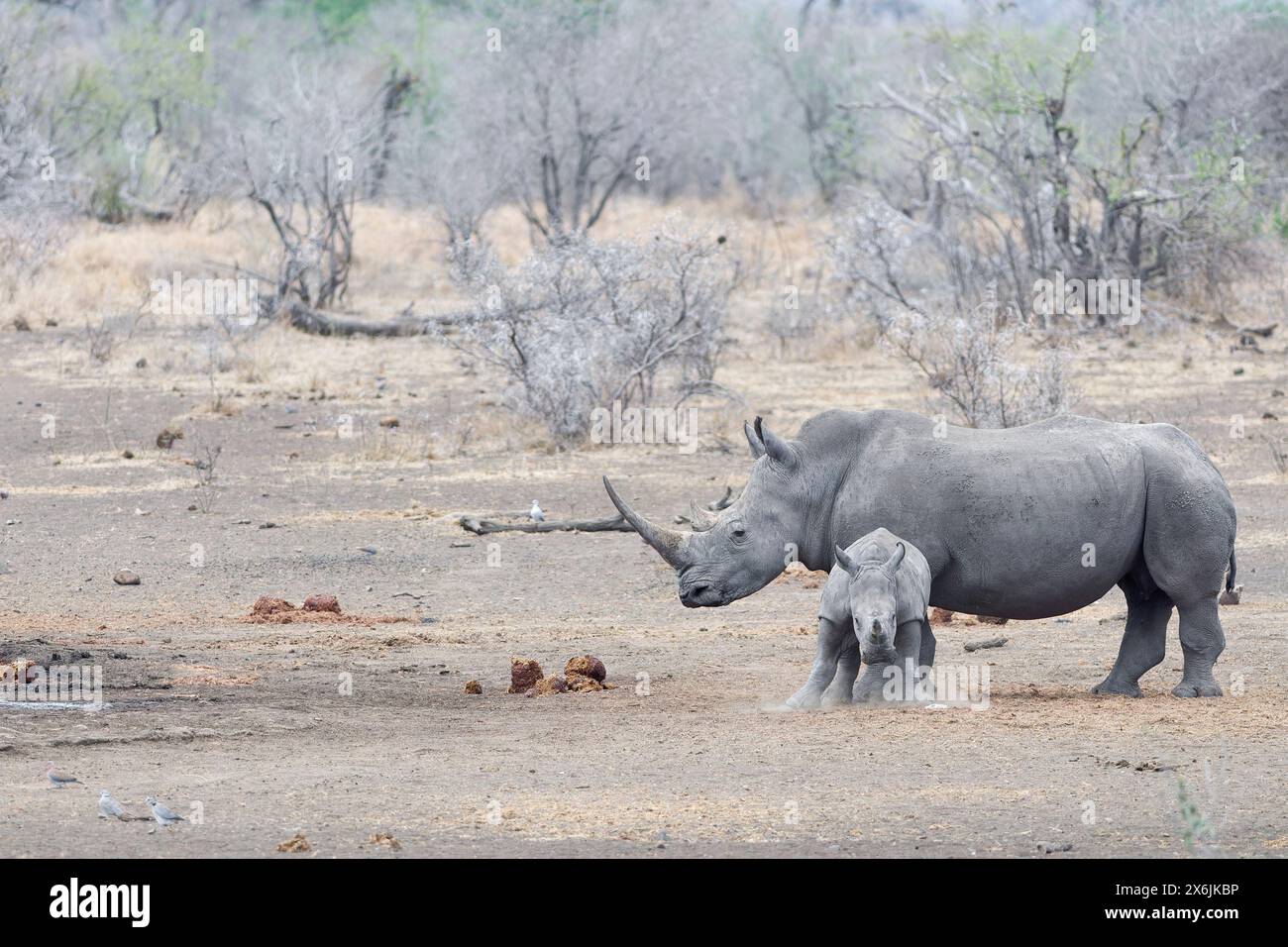 Southern white rhinoceroses (Ceratotherium simum simum), adult female ...