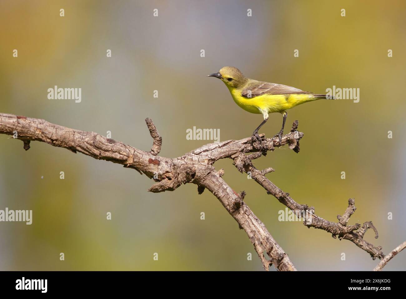 Grünbrust-Nektarvogel, Grünkehl-Nektarvogel, Hedydipna platura ...