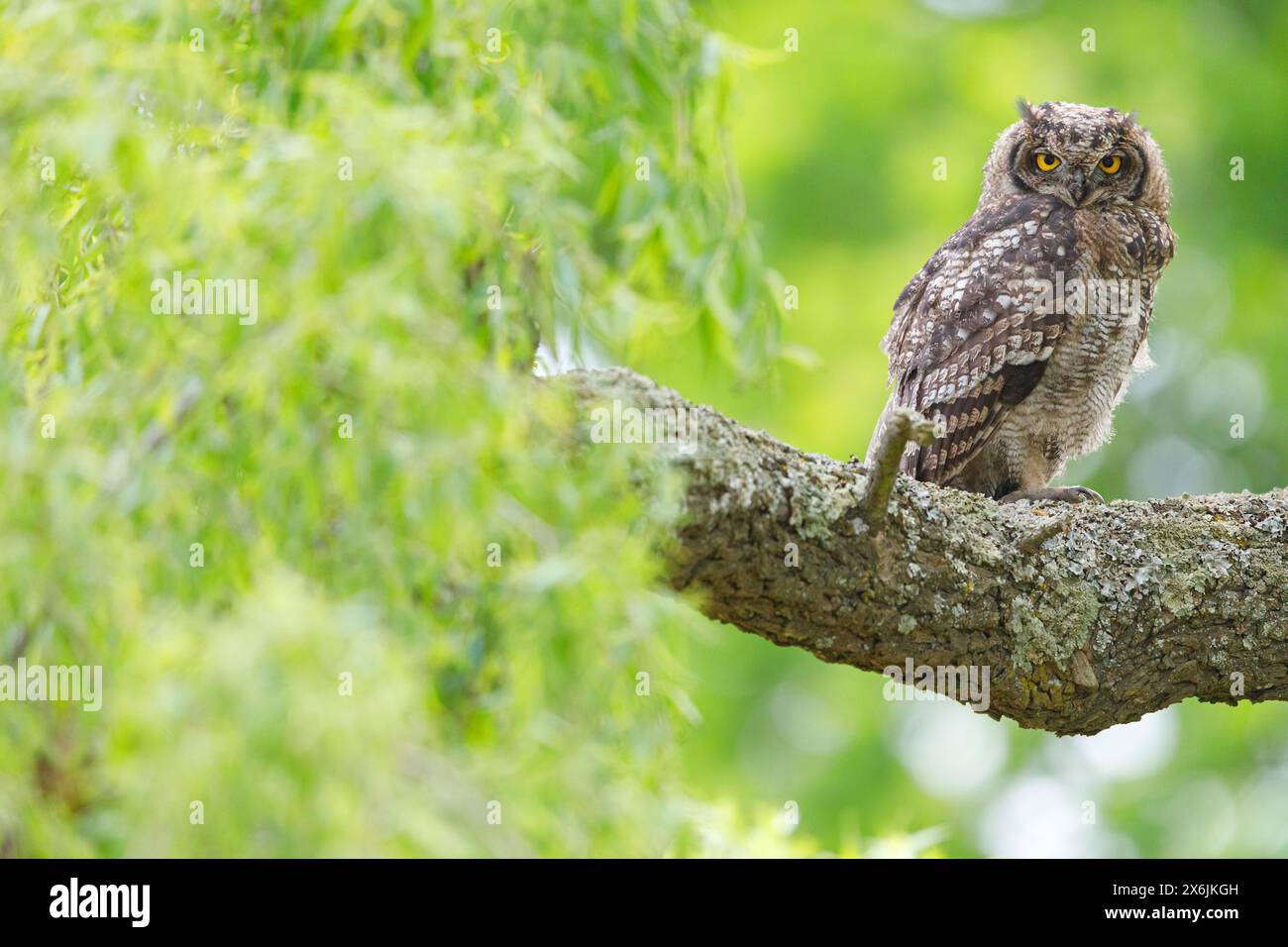Fleckenuhu, Spotted Eagle Owl, Spotted Eagle-Owl, Spotted Eagle-owl ...