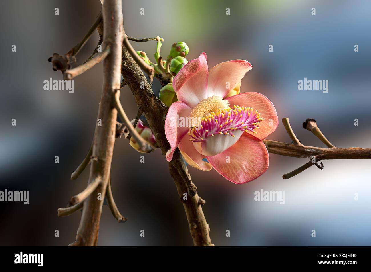 cannonball tree, is a deciduous tree in the family Lecythidaceae and ...