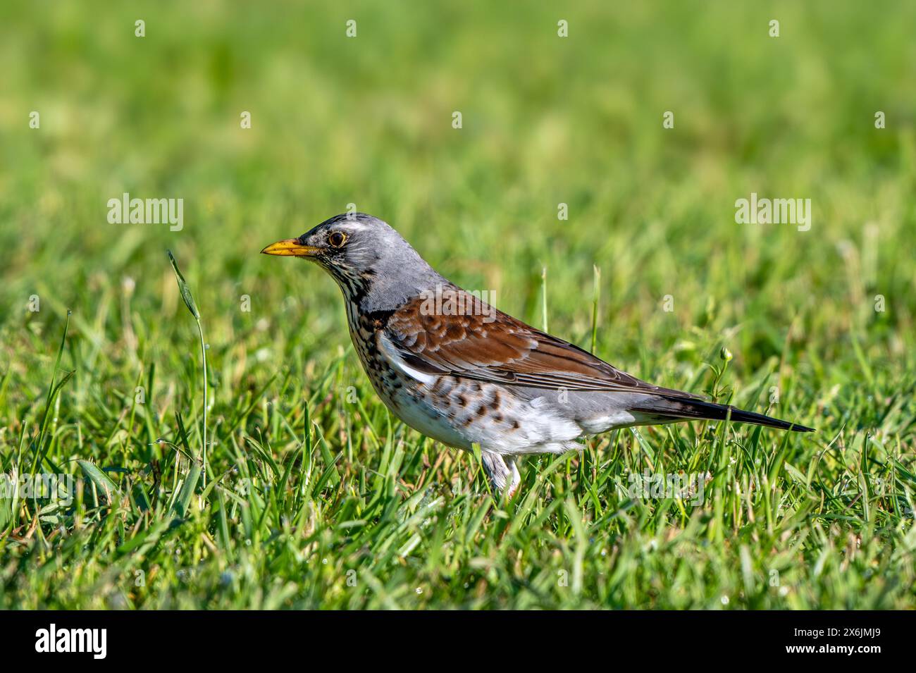 Fieldfare (Turdus pilaris) adult foraging in grassland / meadow Stock ...