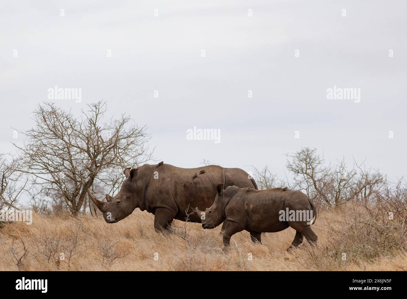 Southern white rhinoceroses (Ceratotherium simum simum), mother with ...