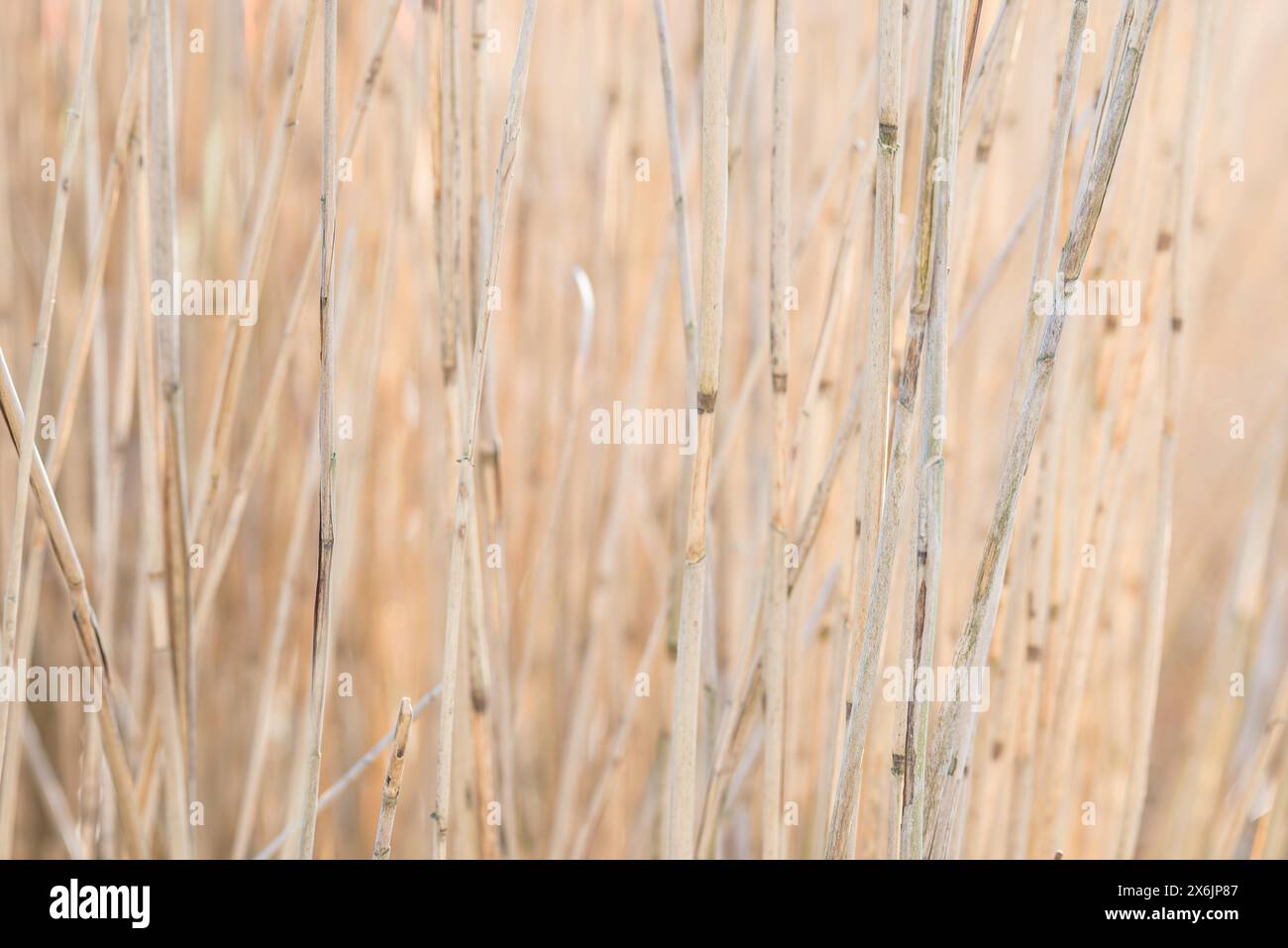 Common reed (Phragmites australis), or reed, close-up of dry focussed ...