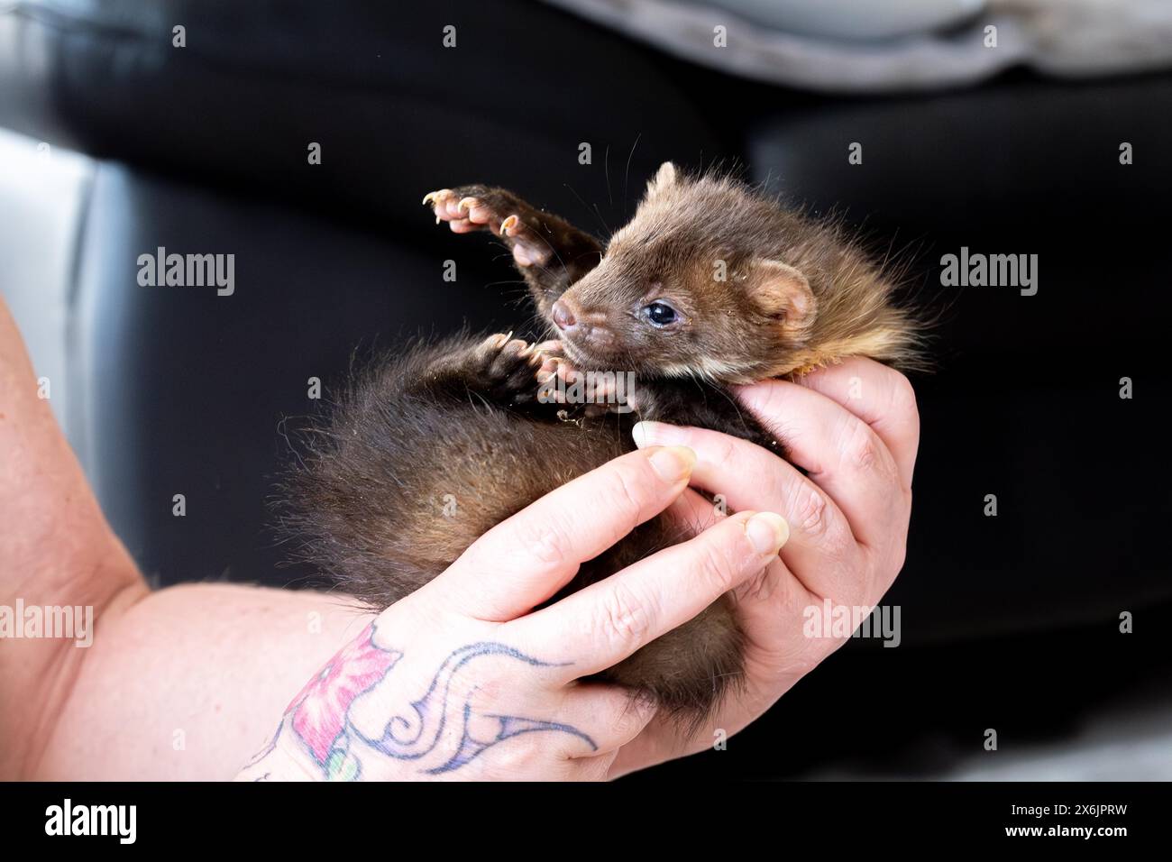 Beech marten (Martes foina), practical animal welfare, young animal is ...
