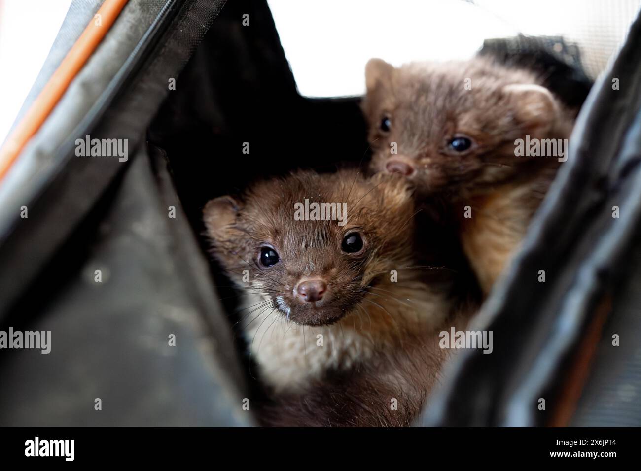 Beech marten (Martes foina), practical animal welfare, two young ...