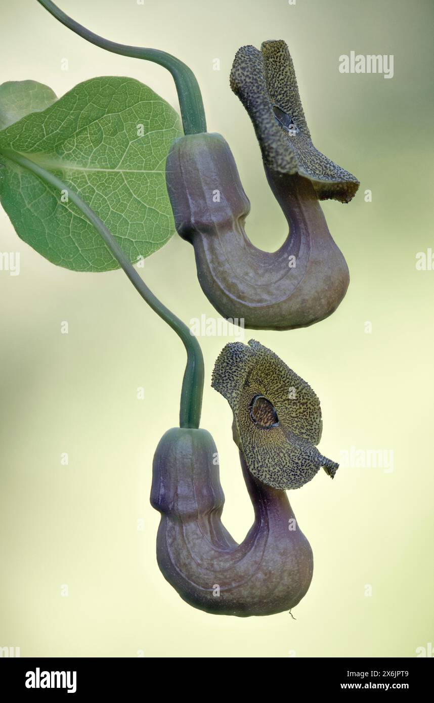 Dutchman's pipe (Aristolochia macrophylla), flowers, Emsland, Lower ...