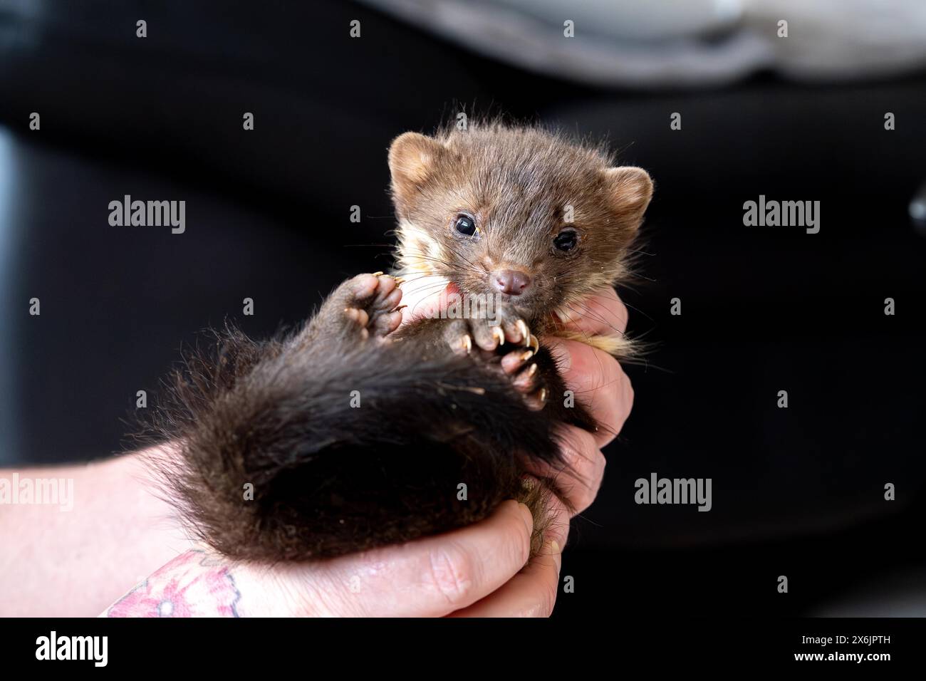 Beech marten (Martes foina), practical animal welfare, young animal is ...