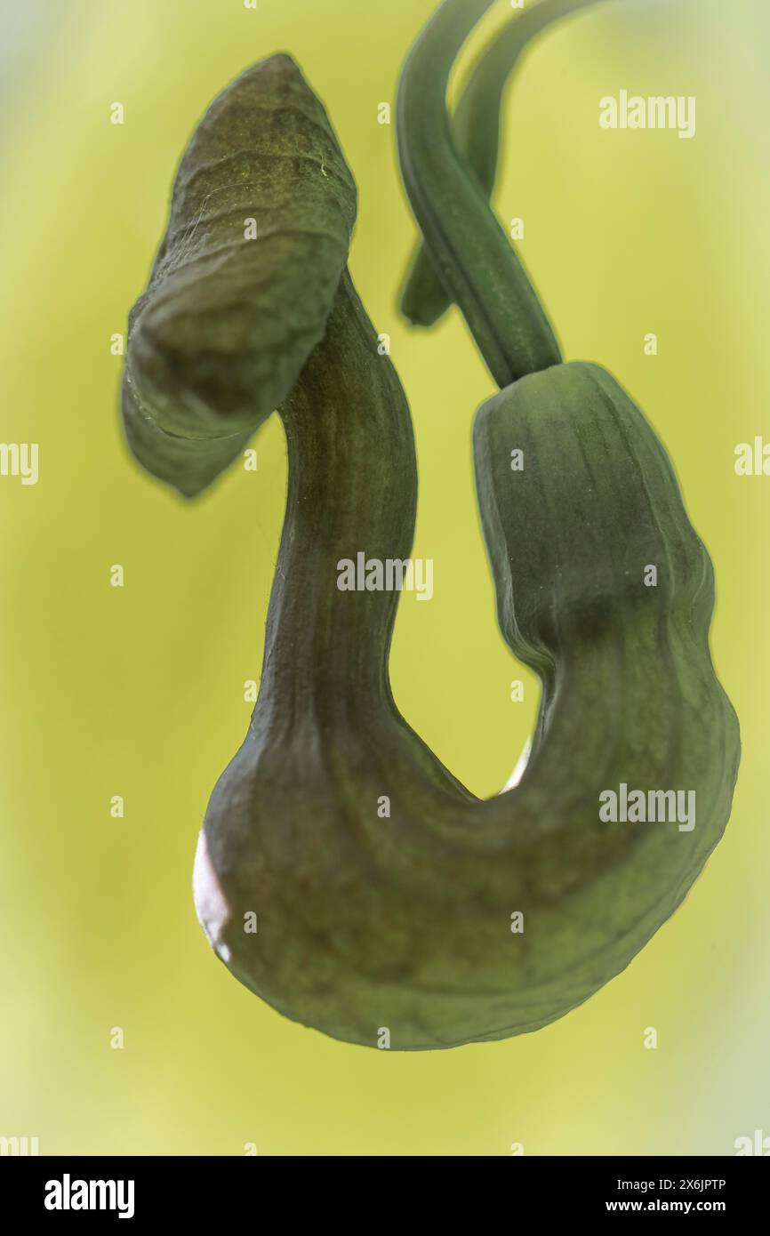 Dutchman's pipe (Aristolochia macrophylla), flower, Emsland, Lower ...
