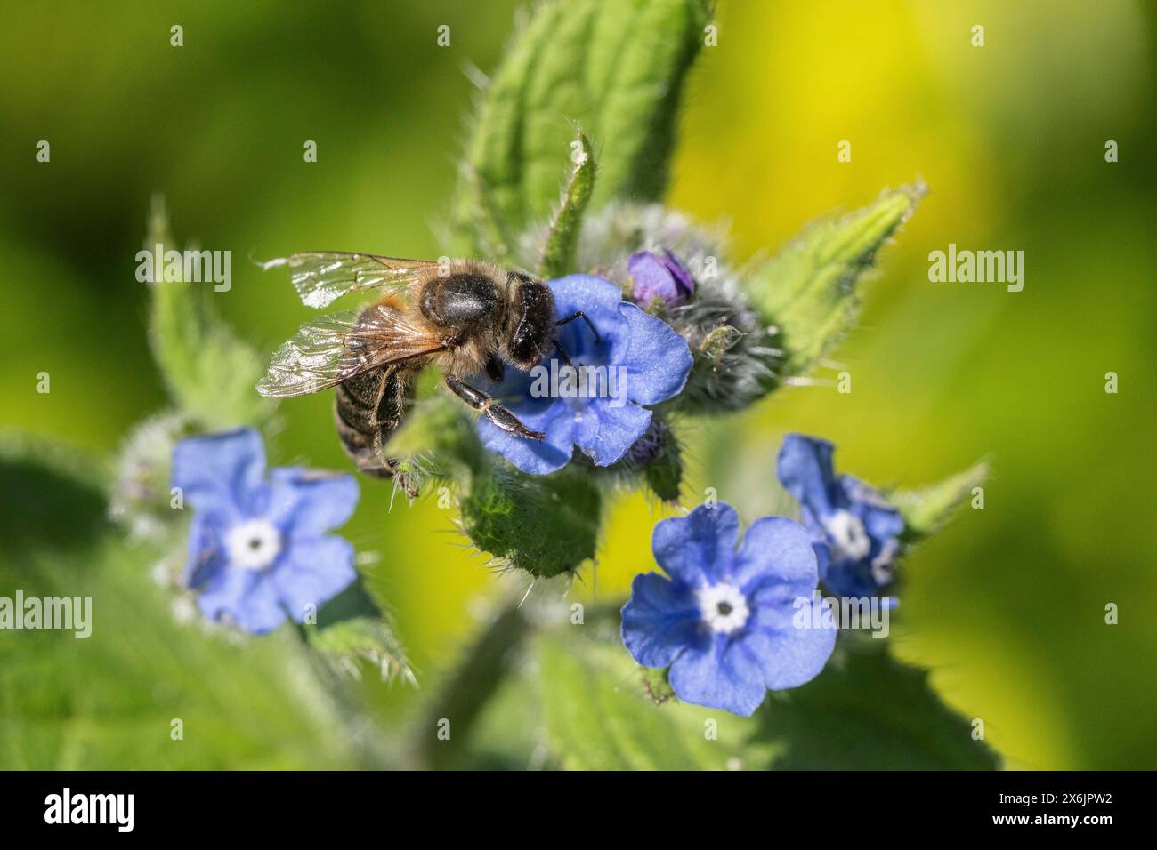 Honey bee (Apis mellifera) on Spanish ox tongue (Pentaglottis ...