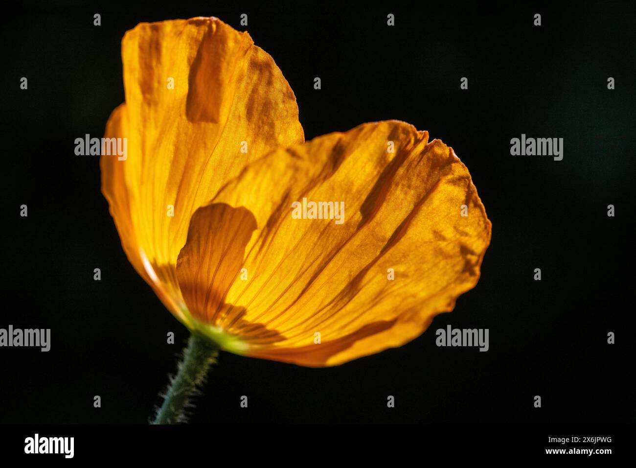 Welsh poppy (Meconopsis cambrica), flower, Emsland, Lower Saxony ...