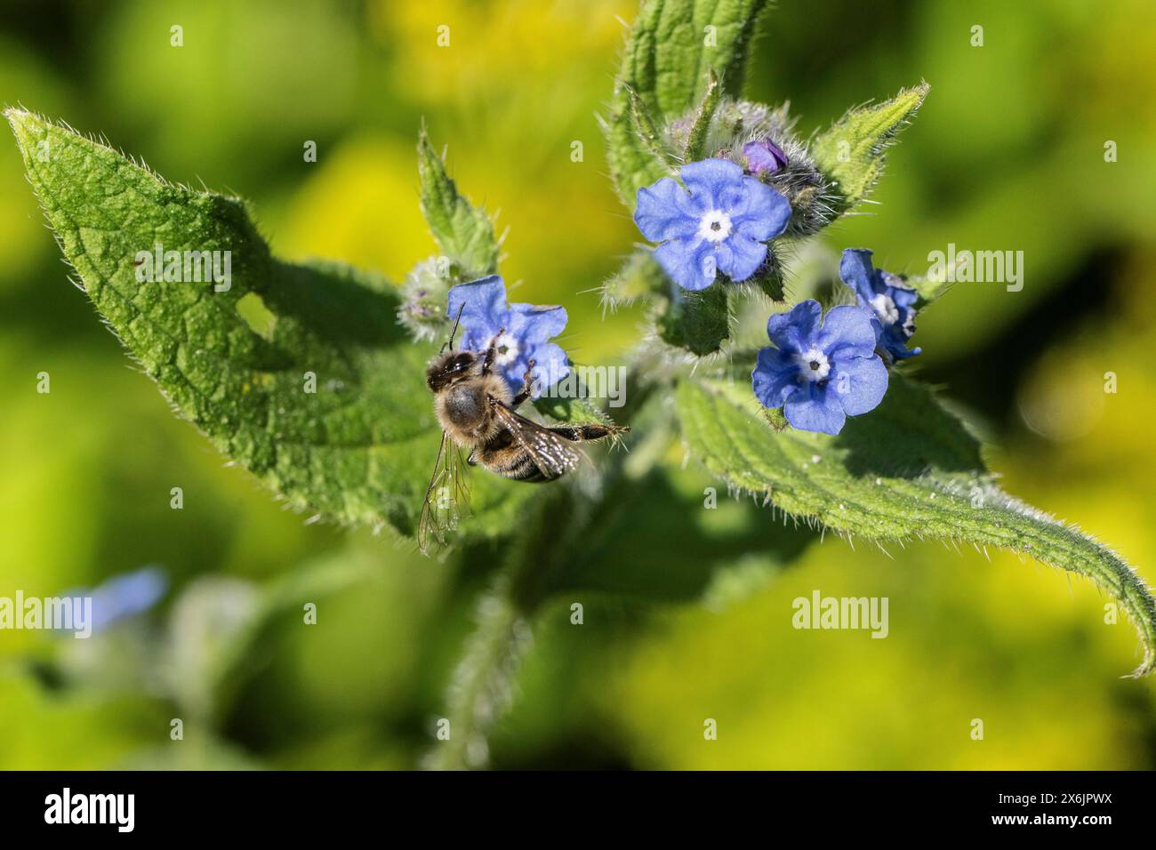 Honey bee (Apis mellifera) on Spanish ox tongue (Pentaglottis ...