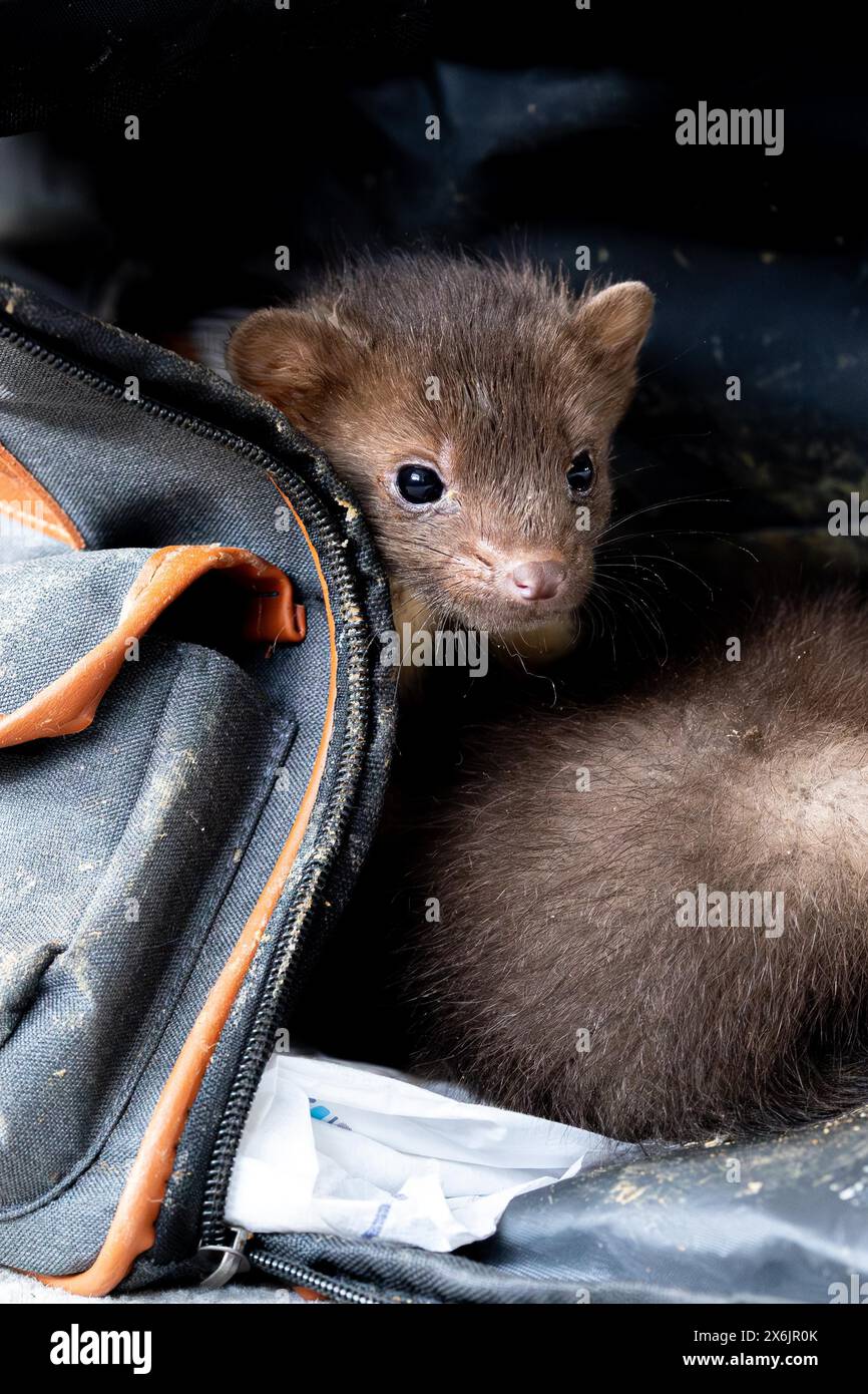 Beech marten (Martes foina), practical animal welfare, two young ...