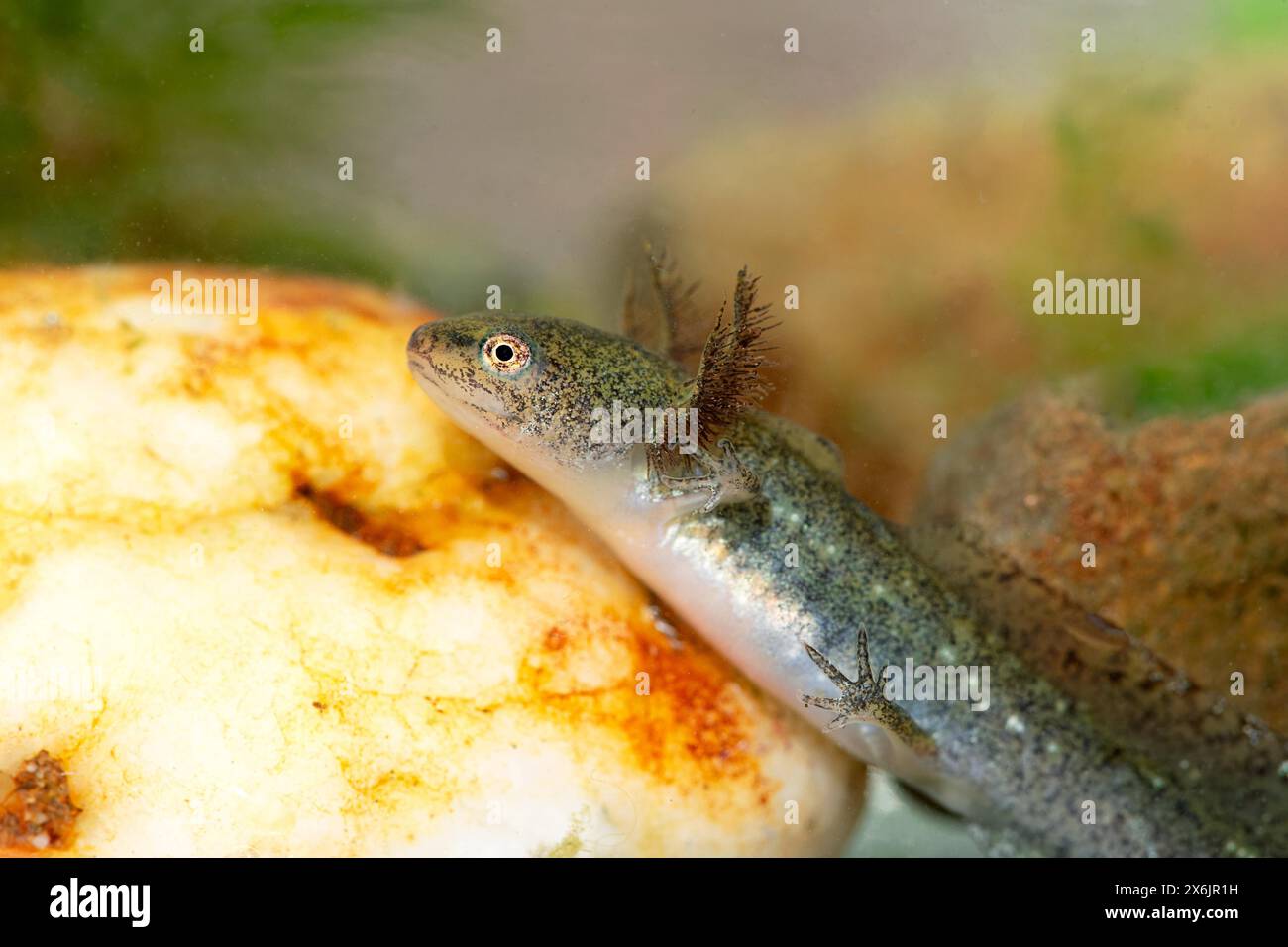 Newt (Caudata), larva on stony bottom, underwater photo in clear water ...