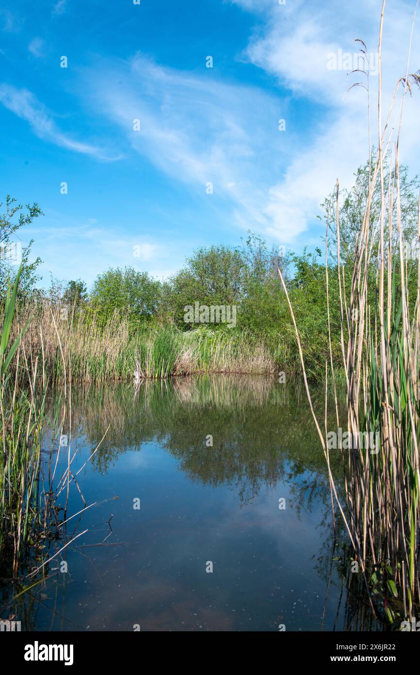 Pond in a natural garden, practical nature conservation, biotope for ...