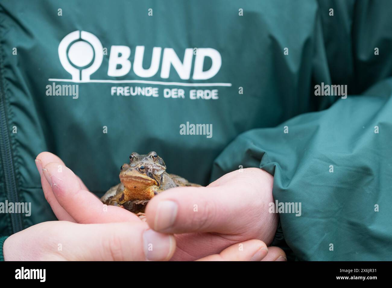 Common frog (Rana temporaria), practical nature conservation during ...