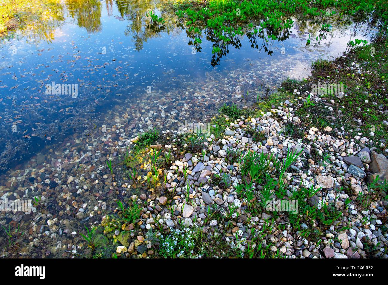 Pond in a natural garden, practical nature conservation, biotope for ...