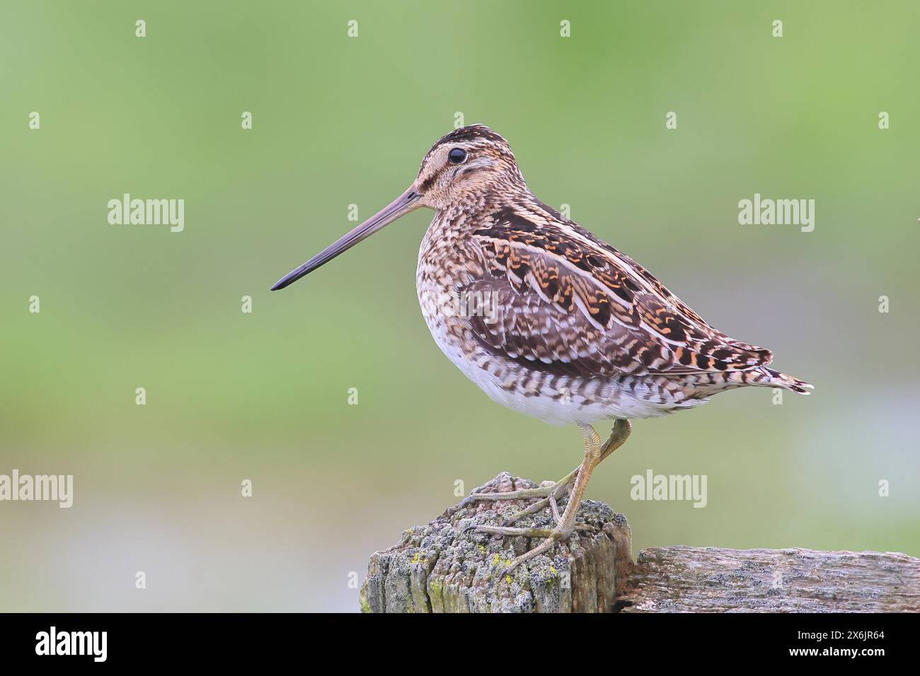 Common snipe (Gallinago gallinago), standing on a pasture fence, snipe ...