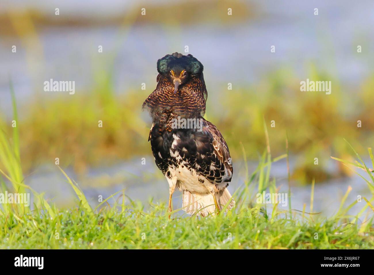 Ruff (Philomachus pugnax), mating behaviour, mating plumage, standing ...