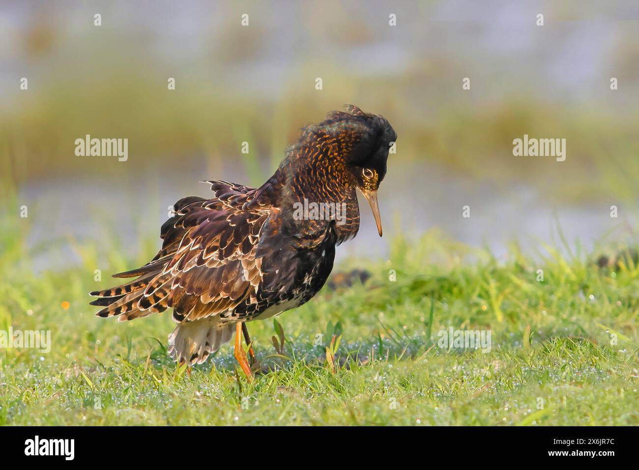Ruff (Philomachus pugnax), mating behaviour, mating plumage, standing ...