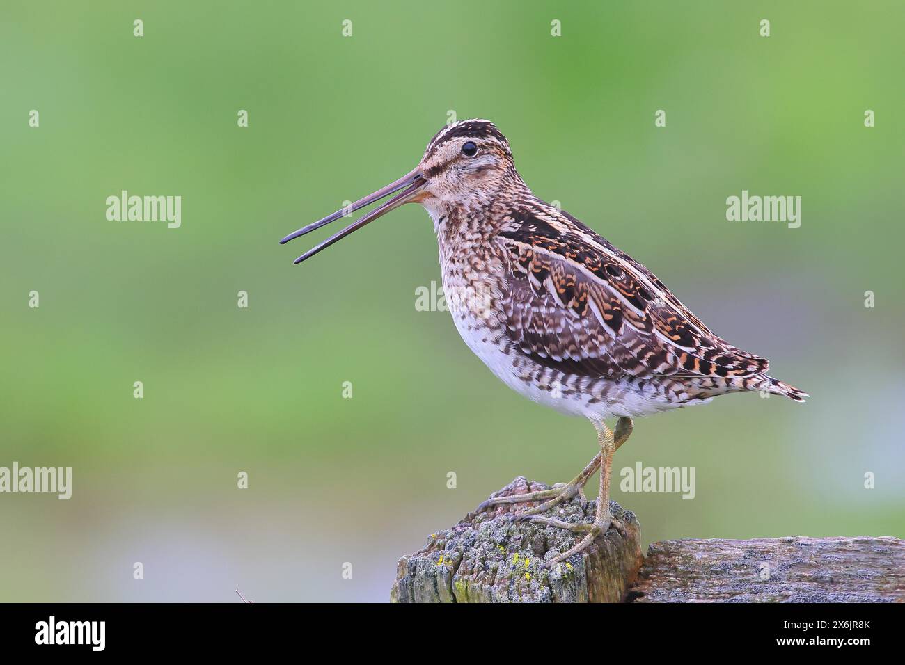 Common snipe (Gallinago gallinago), mating, calling male on a pasture ...
