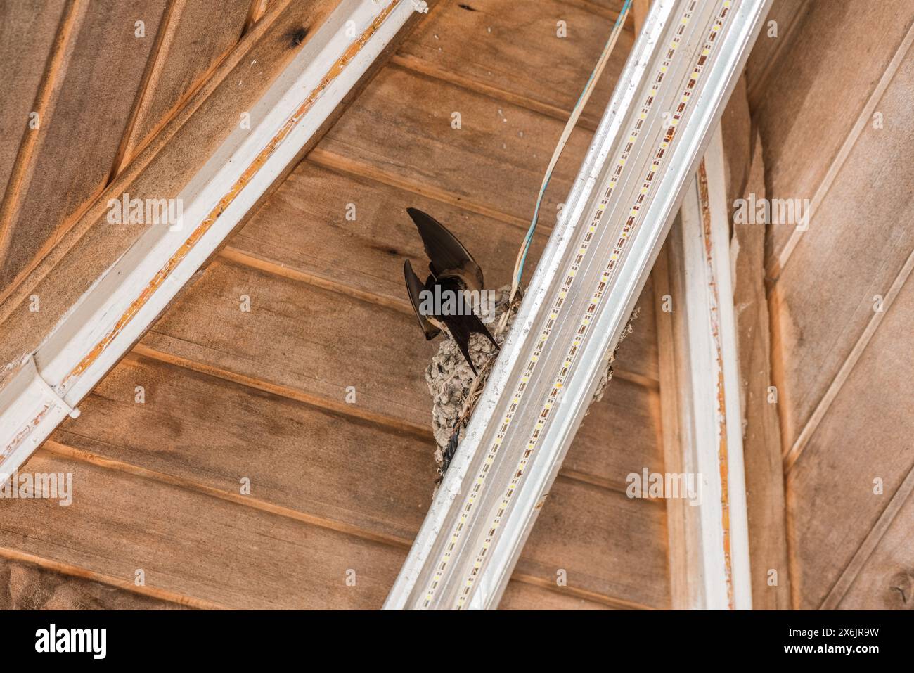 Barn Swallow (Hirundo rustica) nesting on a light fitting in a building ...