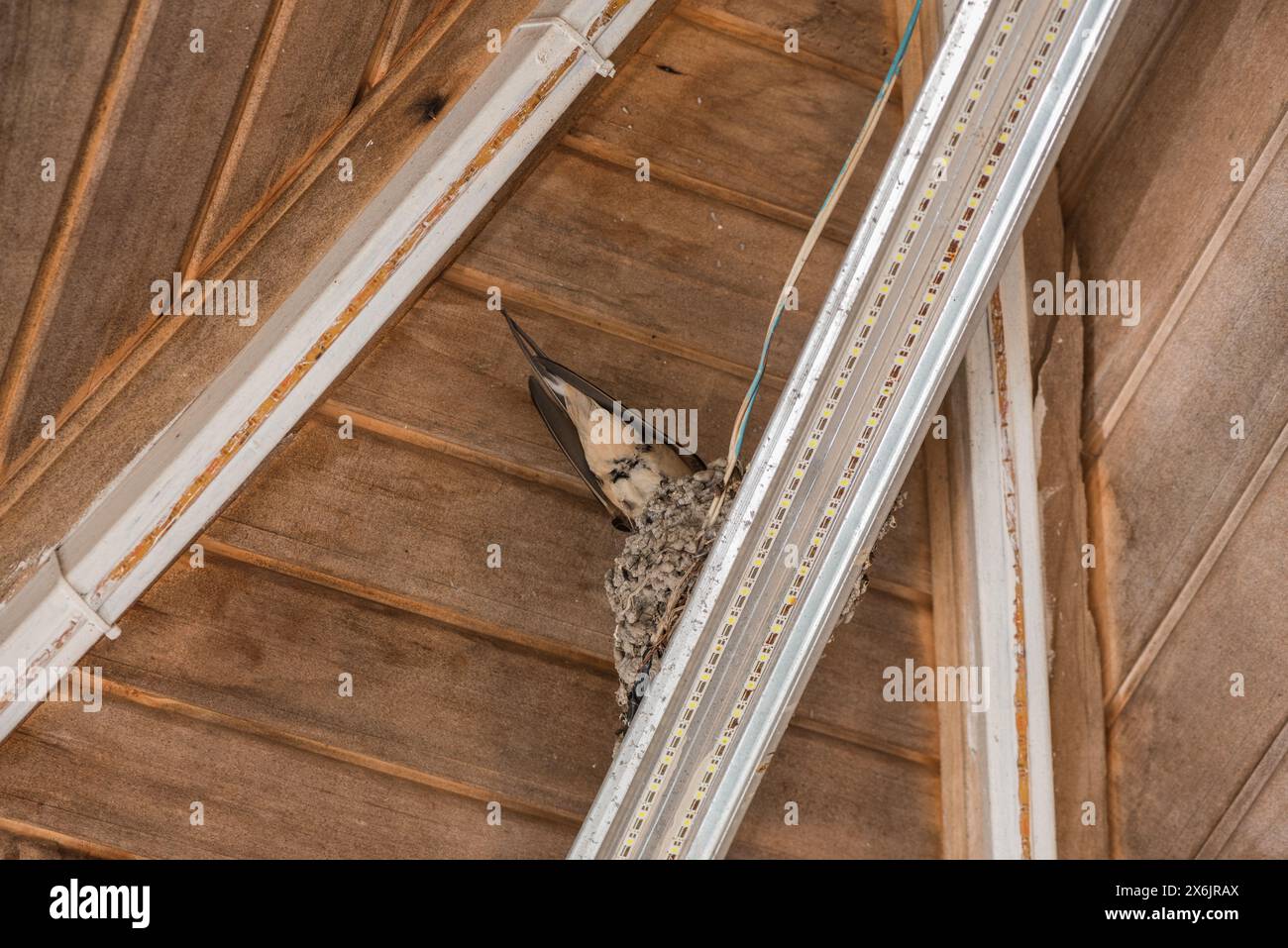 Barn Swallow (Hirundo rustica) nesting on a light fitting in a building ...