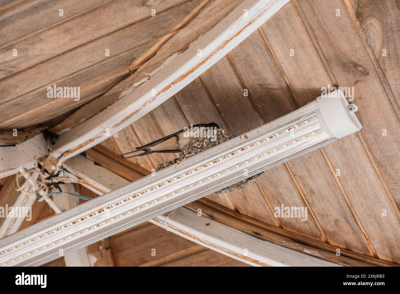 Barn Swallow (Hirundo rustica) nesting on a light fitting in a building ...