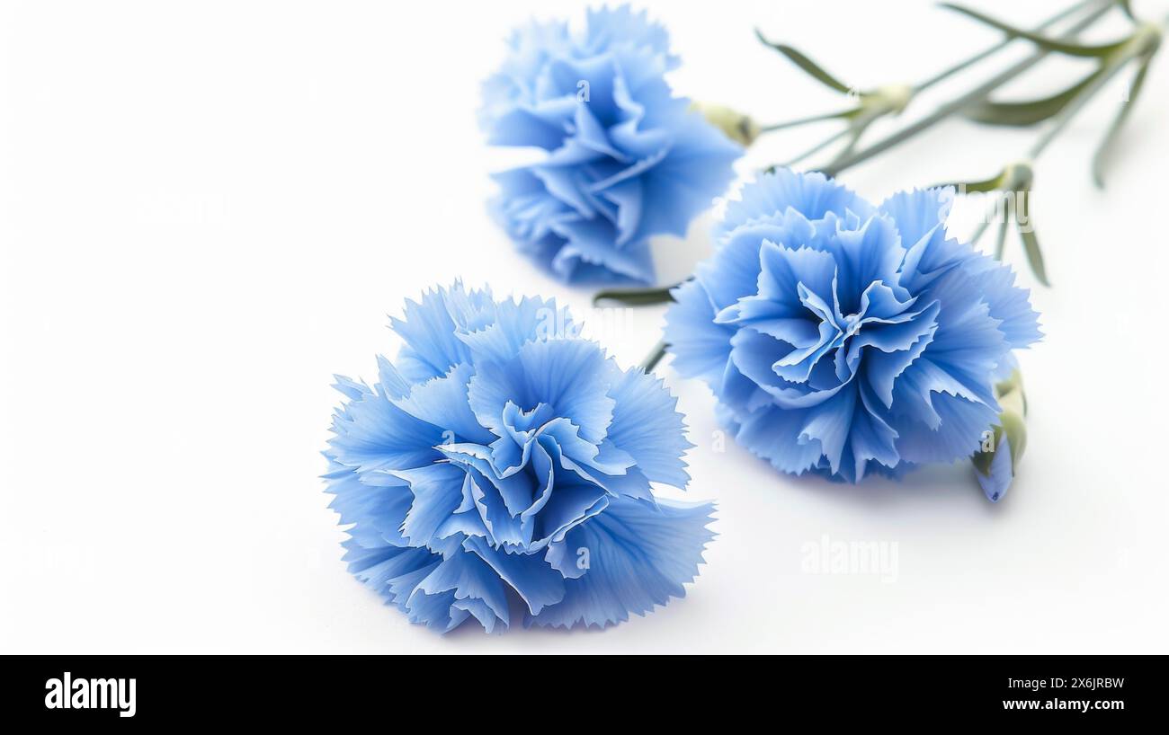 A serene display of blue carnations with soft, intricate petals on a ...