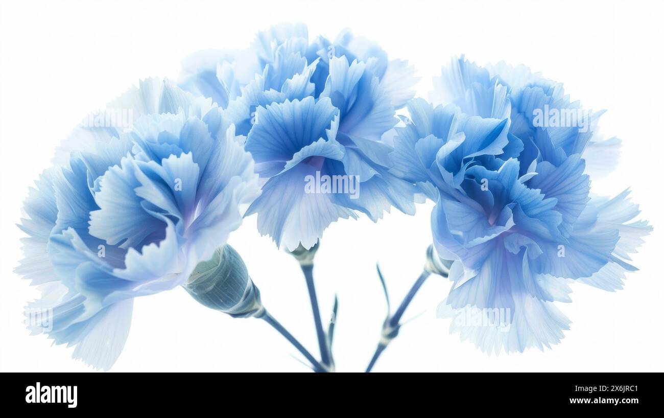 Bright blue carnation flowers grouped together to form an elegant ...