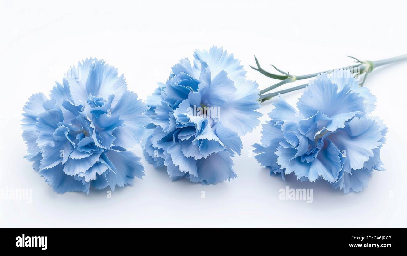 Vibrant blue carnations with detailed petals lying on a flat surface ...