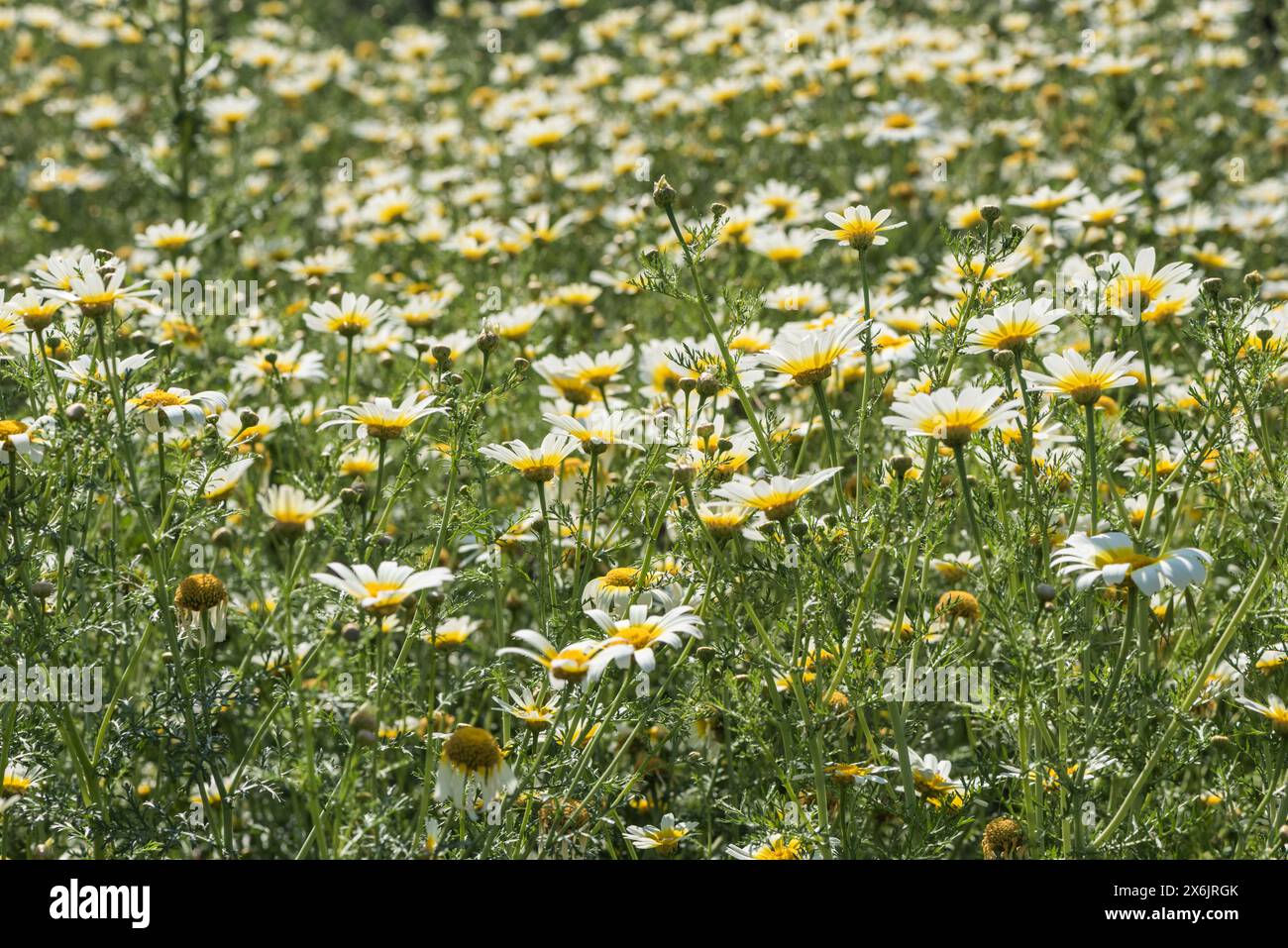 Mass of flowering Crown Daisy (Glebionis coronarium) at Patara in ...