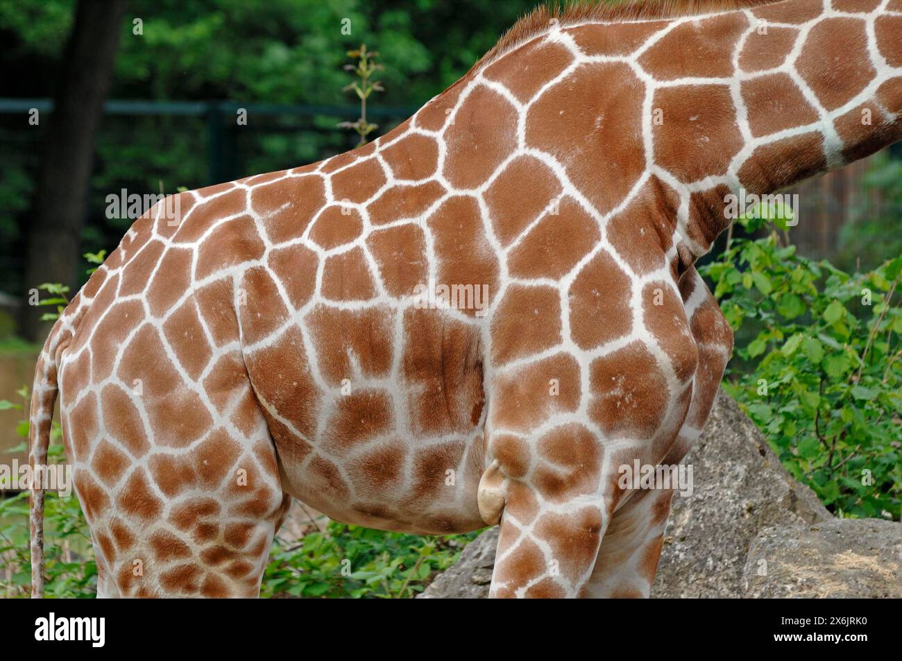 Body pattern of a reticulated giraffe, Giraffa camelopardalis ...